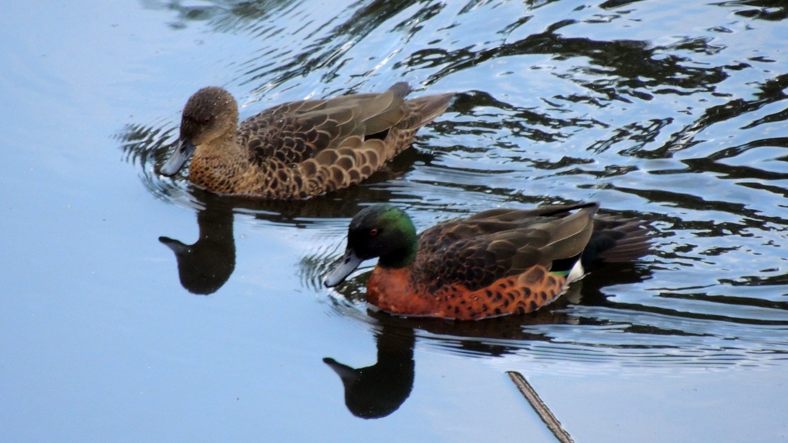 Tasmanian Greens MPs | Native Ducks - Hunting Season