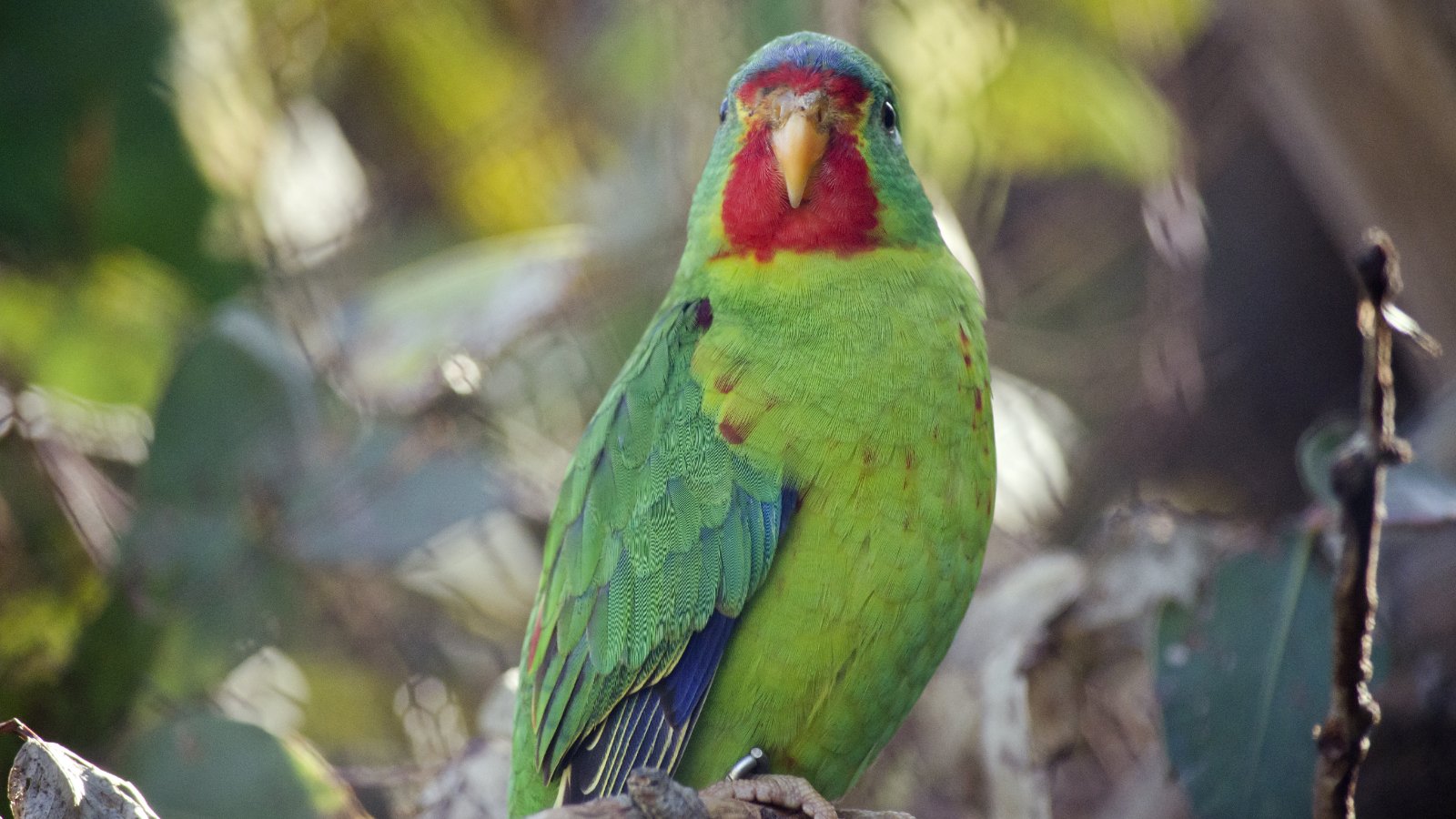 Tasmanian Greens MPs | Premier - Swift Parrot habitat