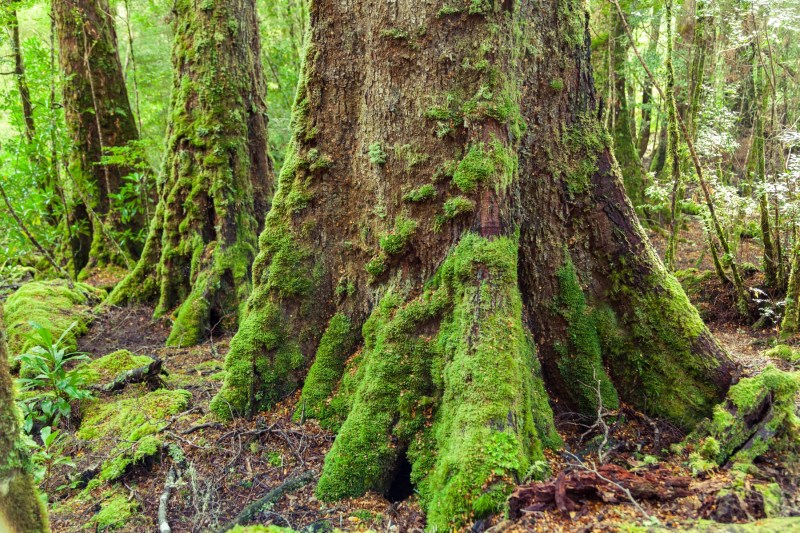 Tasmanian Greens MPs | Dial Back Logging Plans for the Dial Ranges